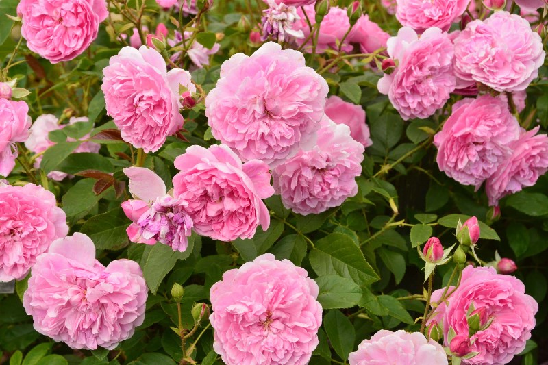 David Austin Roses - Shropshire Tourism & Leisure Guide