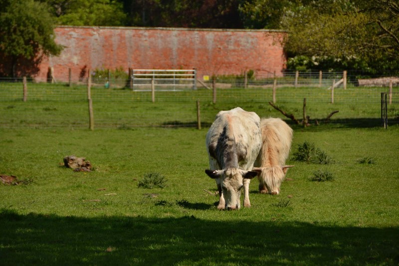 Home Farm Attingham - Shropshire Tourism & Leisure Guide