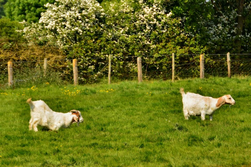 Home Farm Attingham - Shropshire Tourism & Leisure Guide